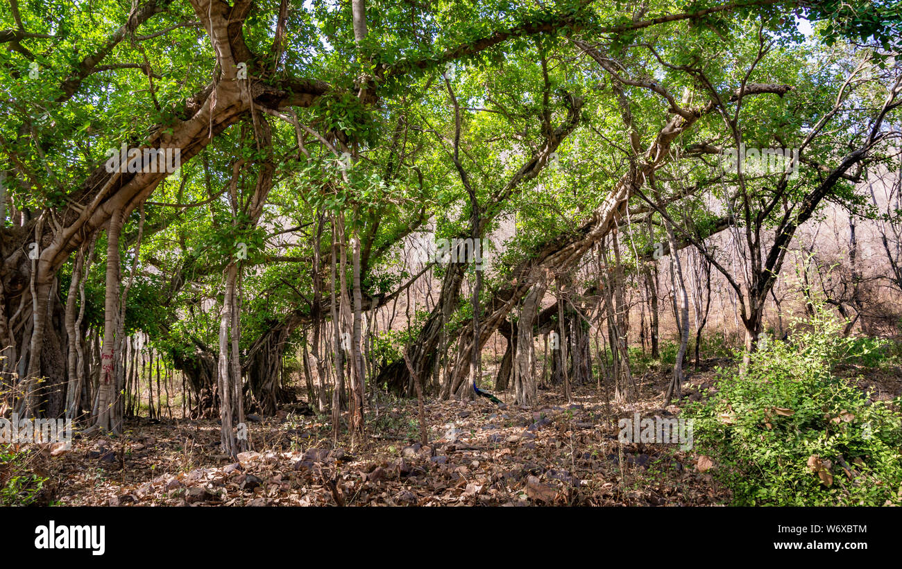 Very dense forest moss hanging trees hi-res stock photography and ...