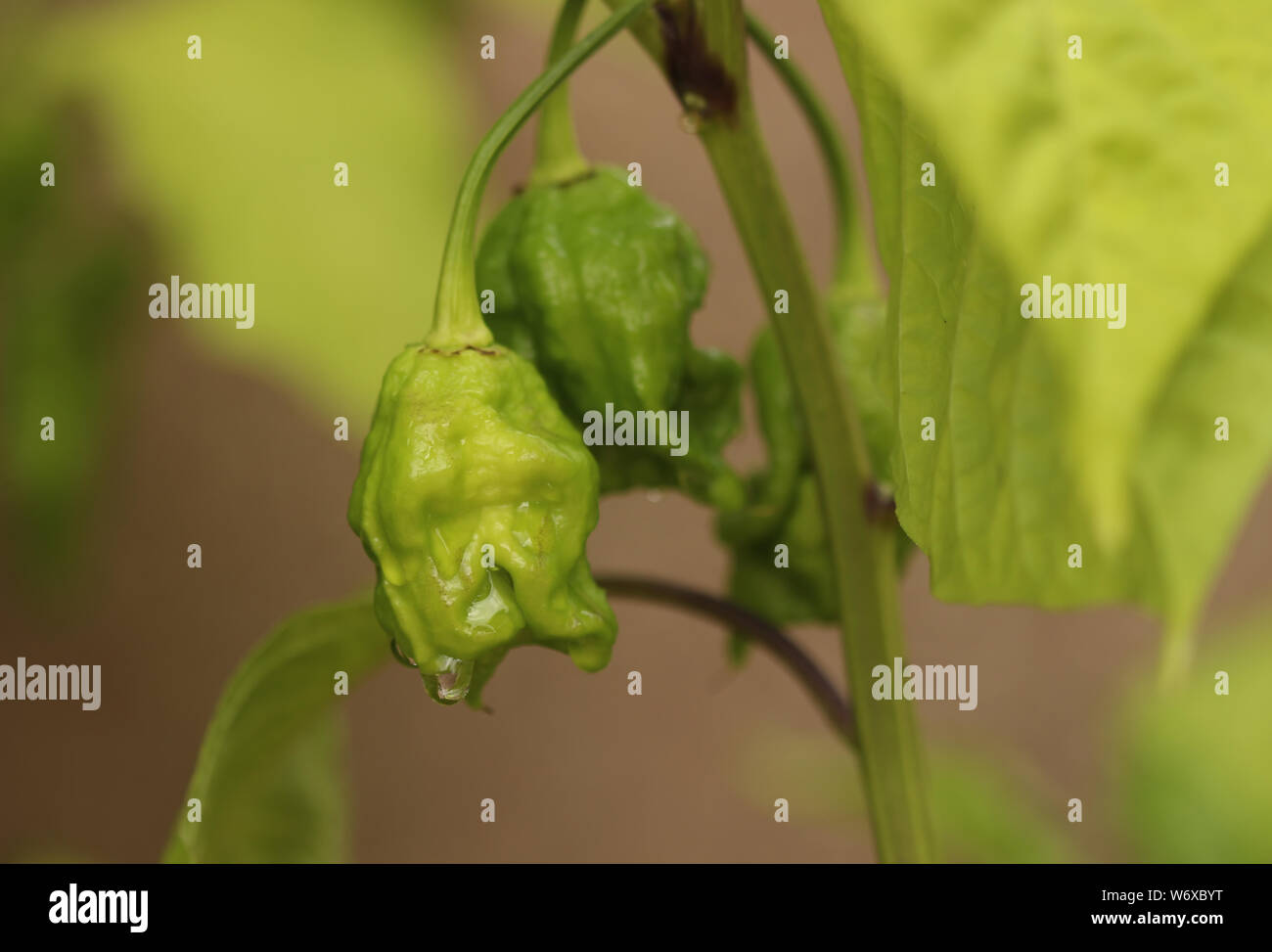 Capsicum chinense pepper growing in hi-res stock photography and images ...
