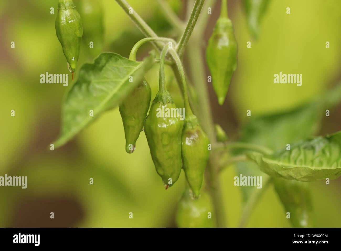 Capsicum chinense pepper growing in hi-res stock photography and images ...
