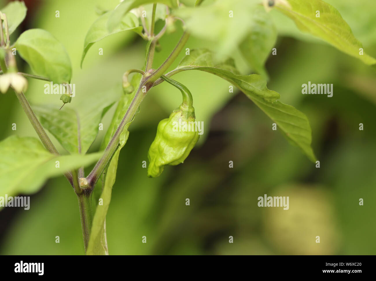 Capsicum chinense pepper growing in hi-res stock photography and images ...
