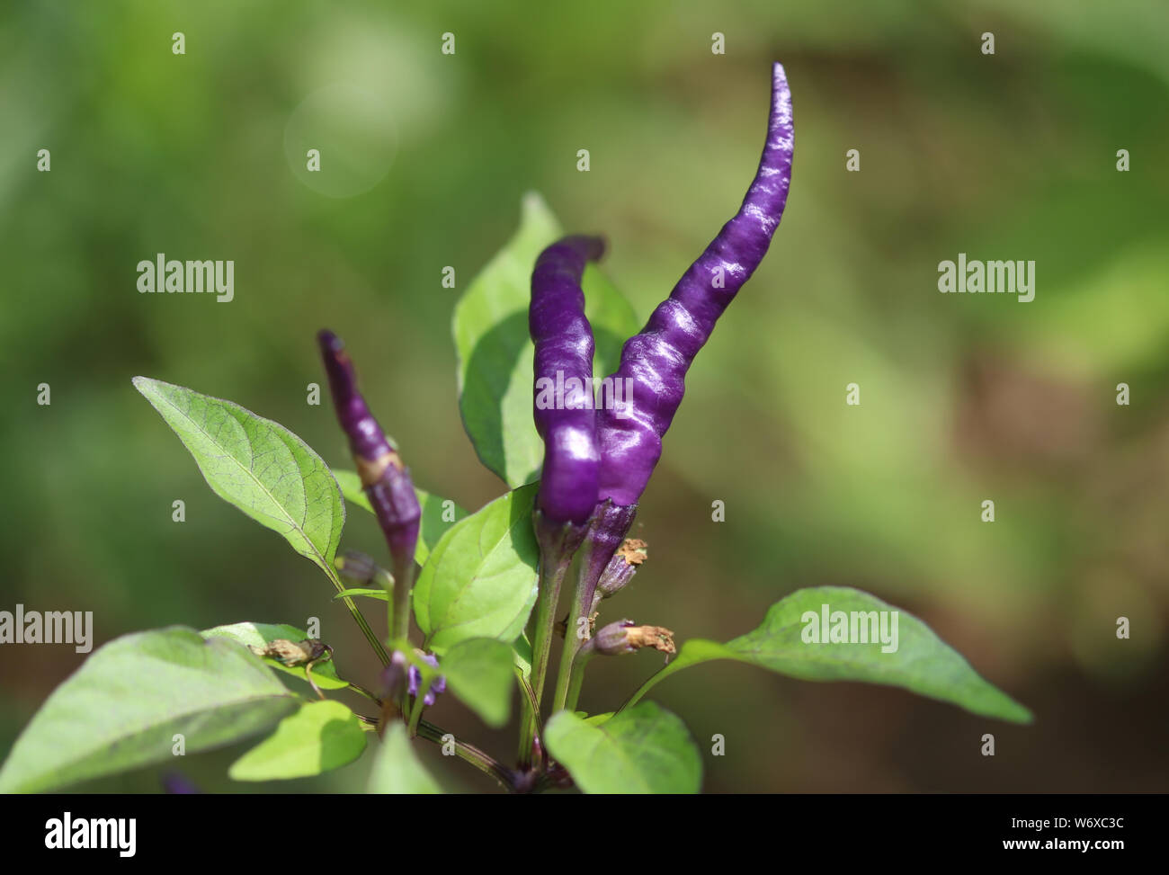 Purple chili peppers Stock Photo - Alamy