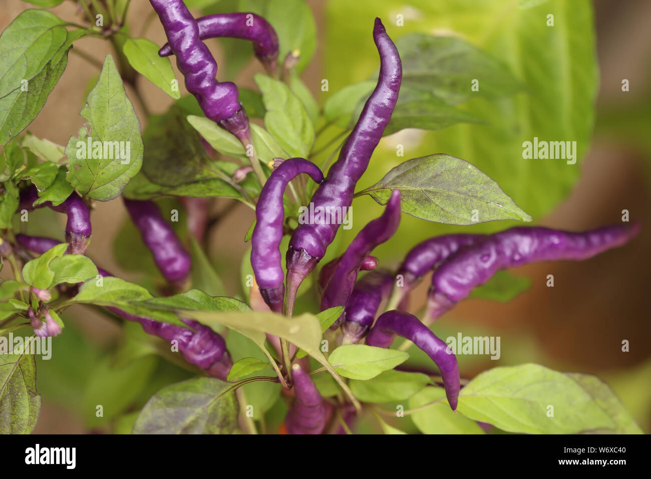 Purple chili peppers Stock Photo - Alamy