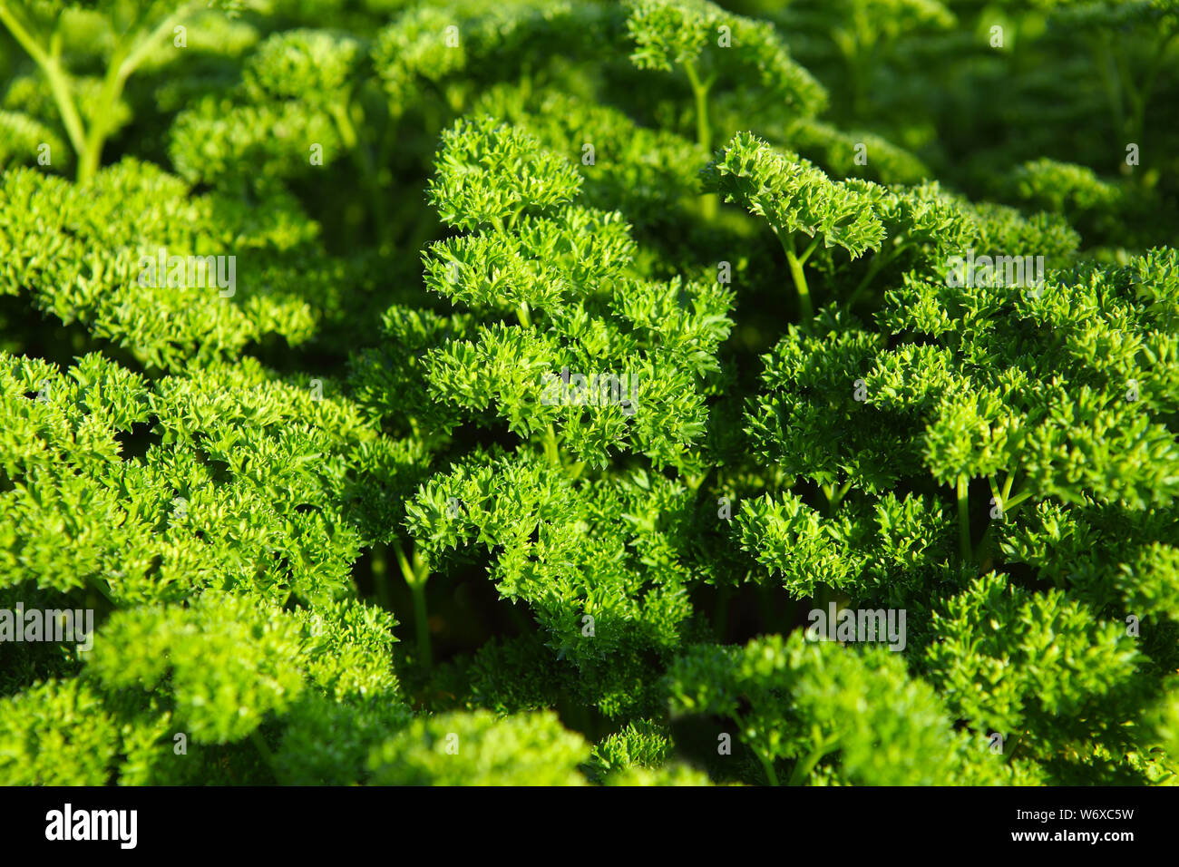 Full frame of broccoli Stock Photo - Alamy