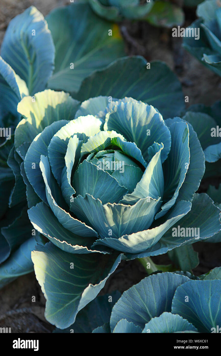 Vertical farming of veg hi-res stock photography and images - Alamy