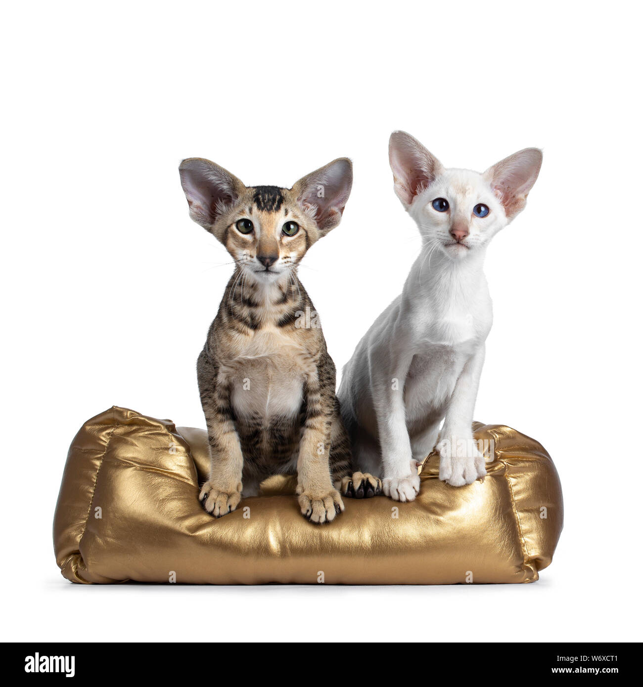 Tiger siamese Cut Out Stock Images & Pictures - Alamy