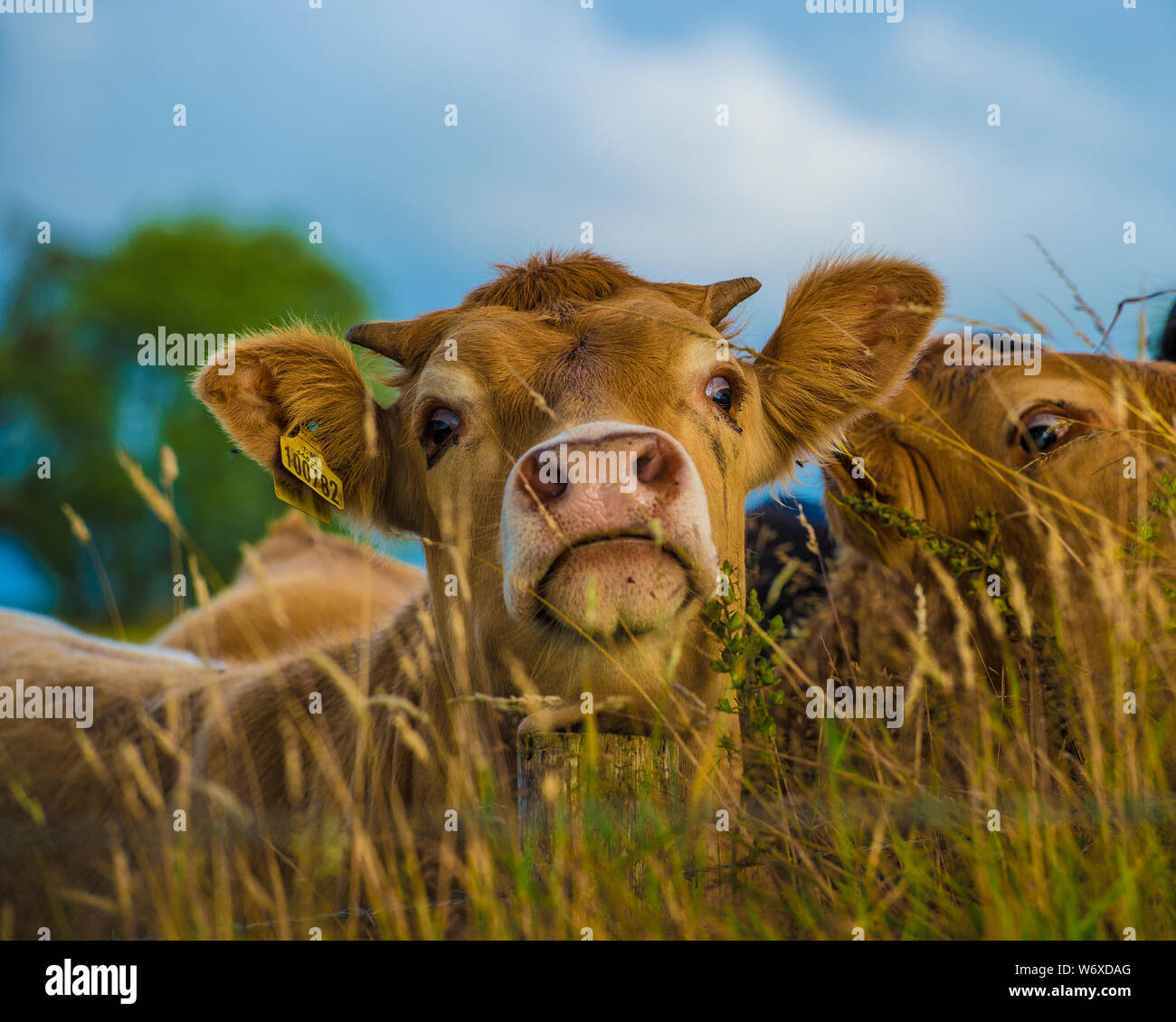 Nosey neighbour hi-res stock photography and images - Alamy