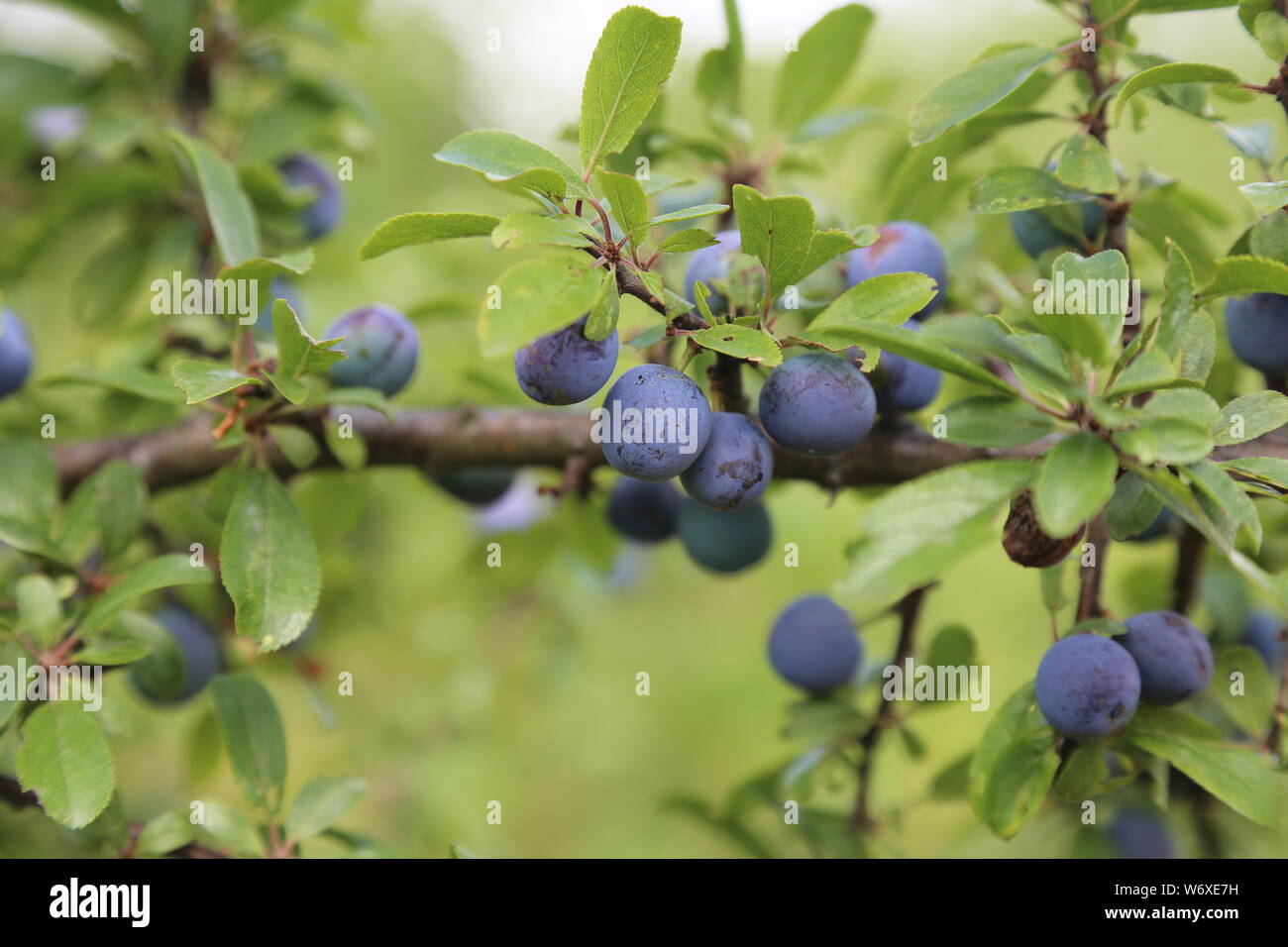 Damson bush hi-res stock photography and images - Alamy