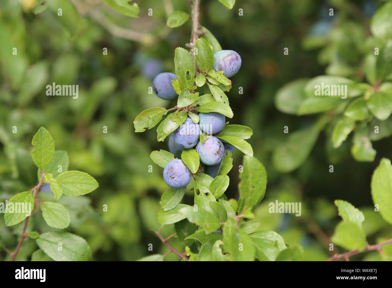 Damson bush hi-res stock photography and images - Alamy