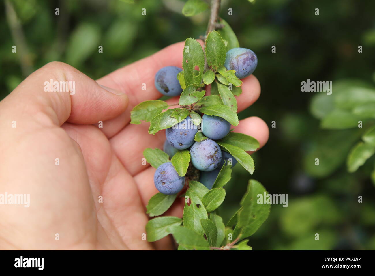 Blue thorn berries mature on bushes Stock Photo - Alamy