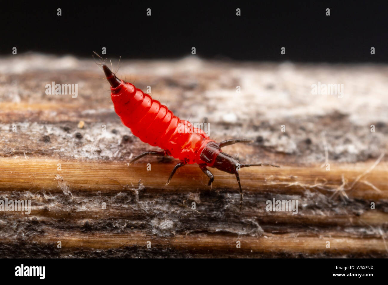 A Tube-tailed Thrip (Phlaeothripidae), 1-2mm in length, perches on a ...