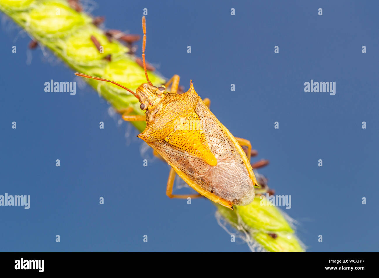A Rice Stink Bug (Oebalus pugnax) on the stem of a grass plant Stock ...