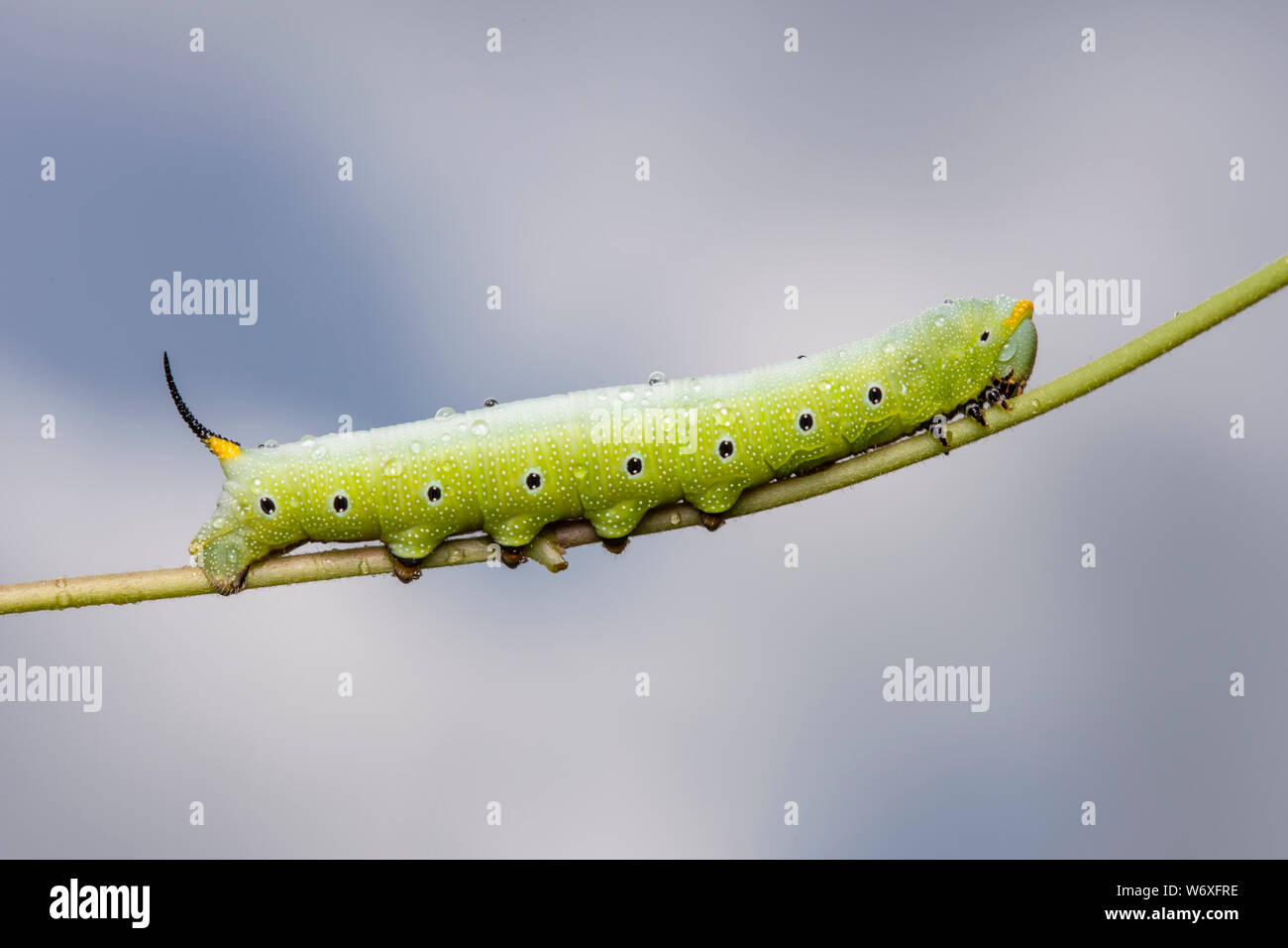 Snowberry Clearwing Moth (Hemaris diffinis) caterpillar (larva Stock ...