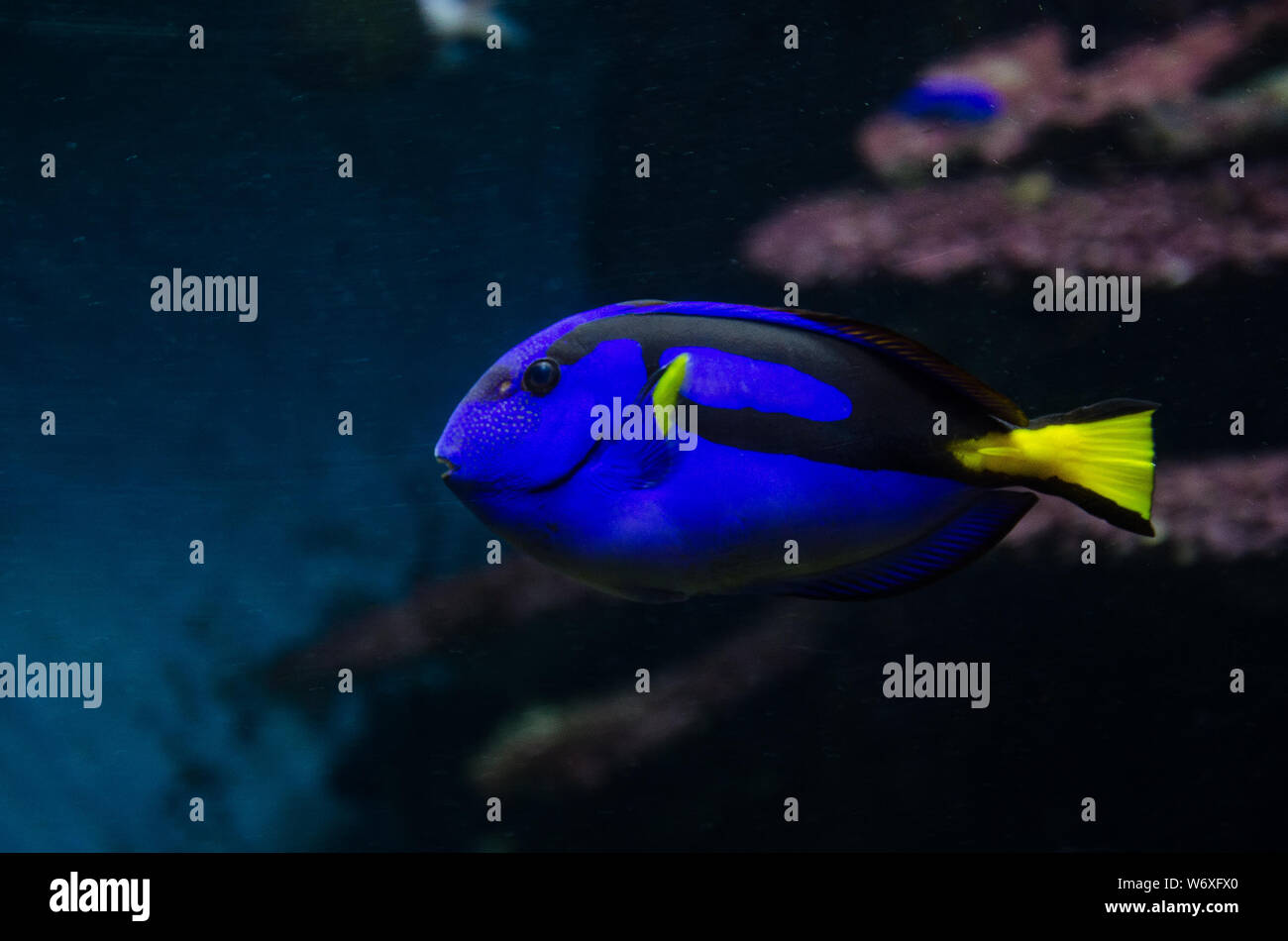 Blue tang, Paracanthurus hepatus, regal blue tang, palette surgeonfish ...