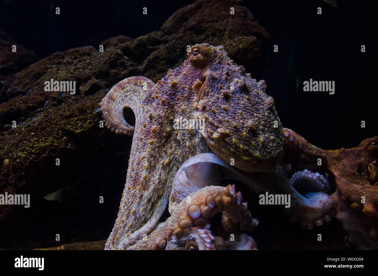 Depth sea hi-res stock photography and images - Alamy