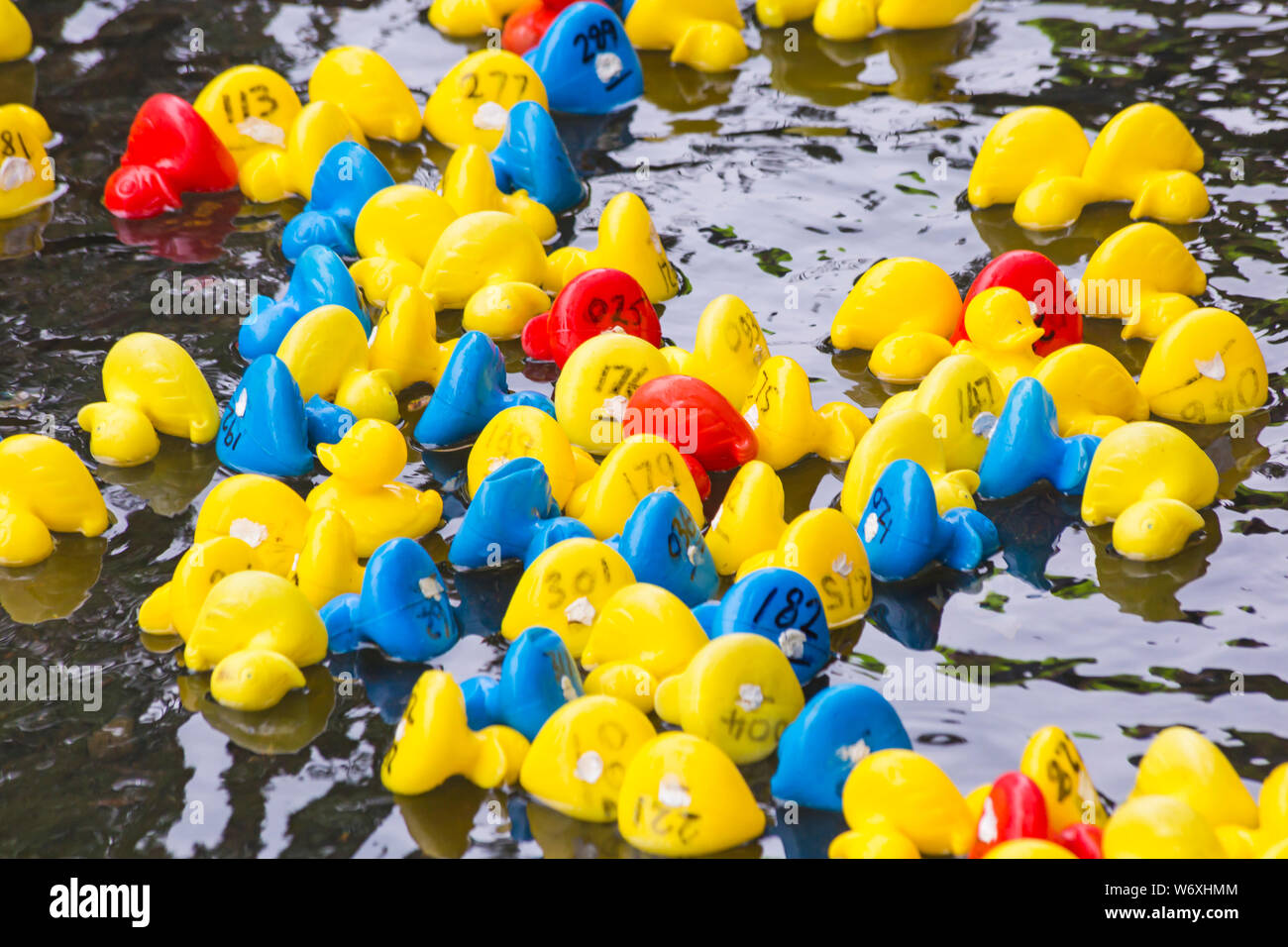 Rubber duck racing hi-res stock photography and images - Alamy