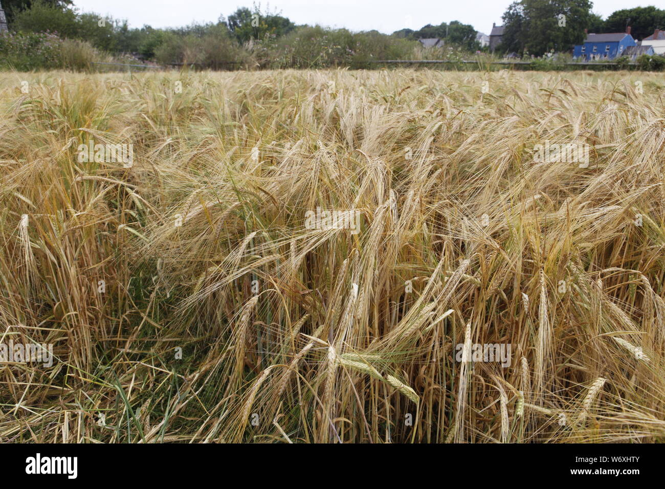 Welsh field farming hi-res stock photography and images - Alamy