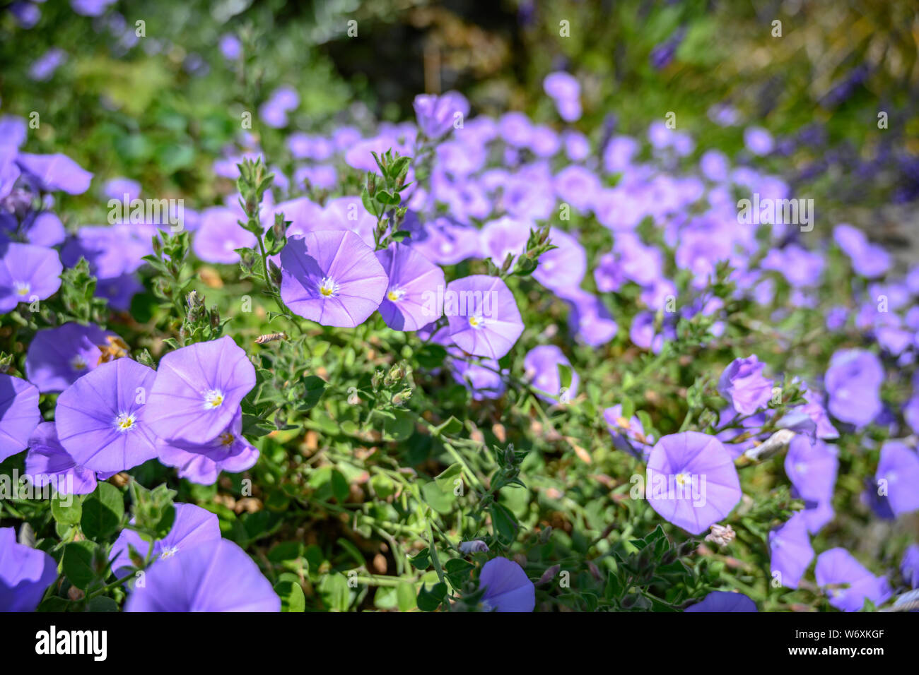 Blue rock bindweed hi-res stock photography and images - Alamy