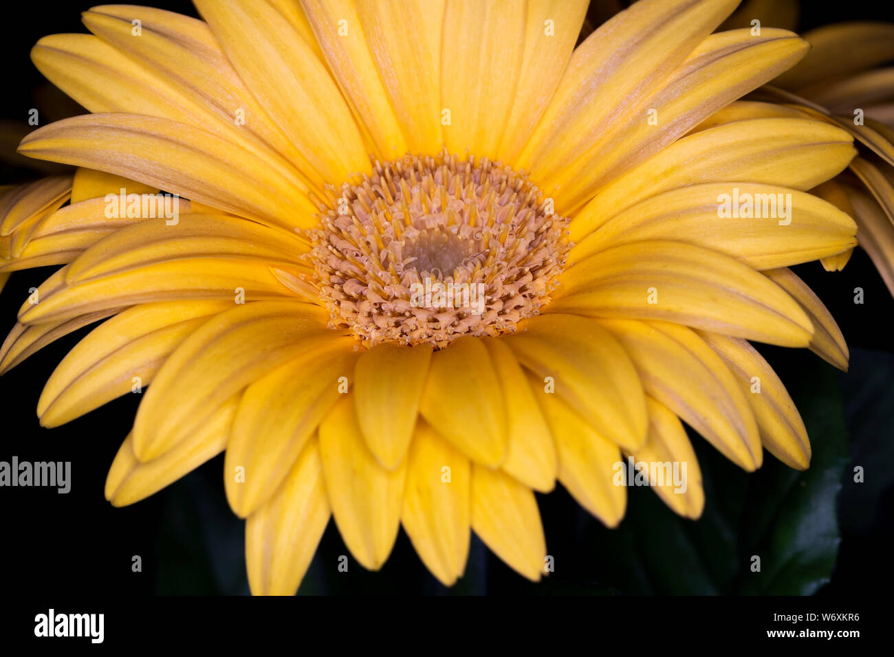 Gerbera yellow flower head, genus of plants in the Asteraceae of the ...