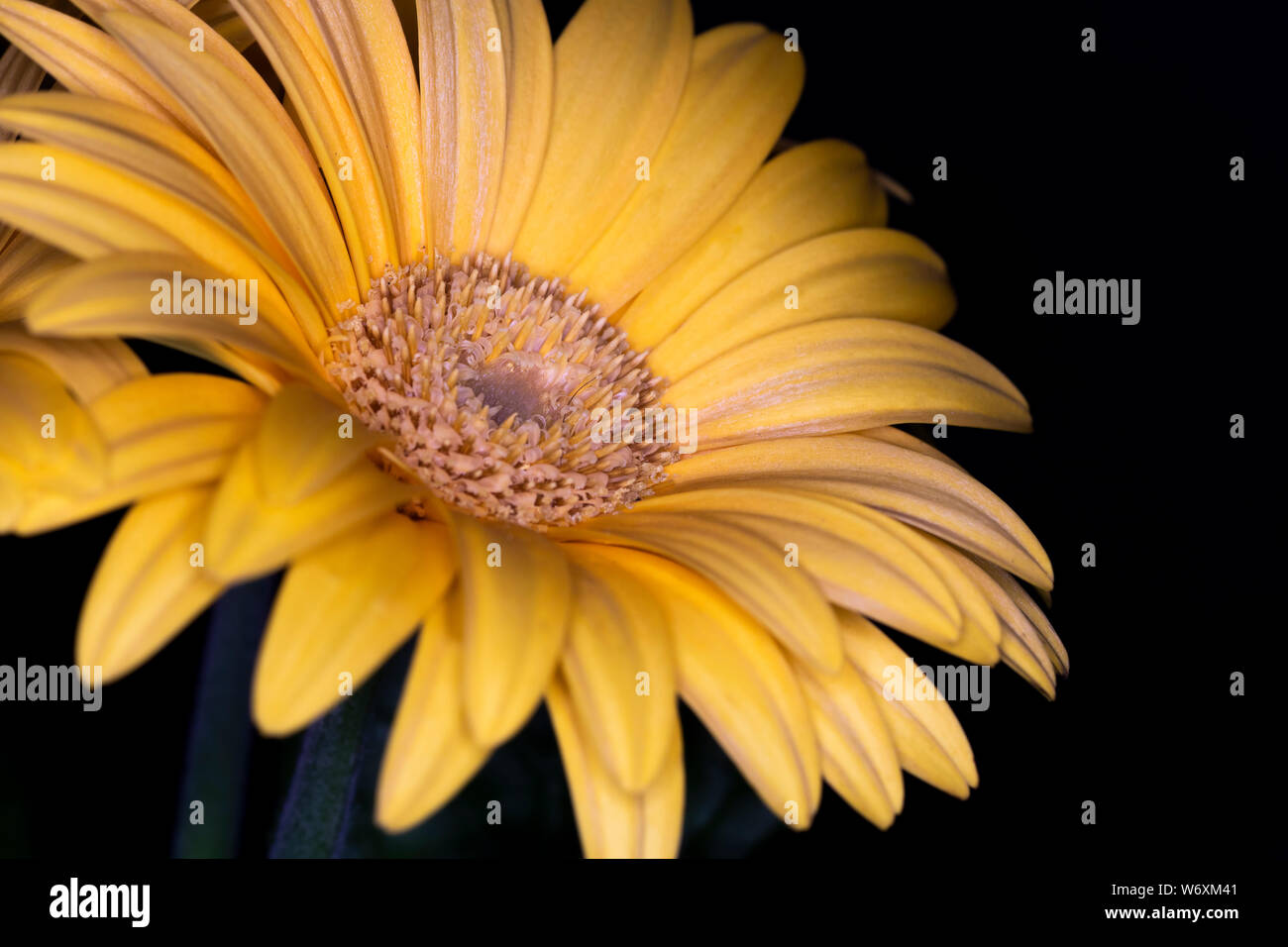 Gerbera yellow flower head, genus of plants in the Asteraceae of the ...