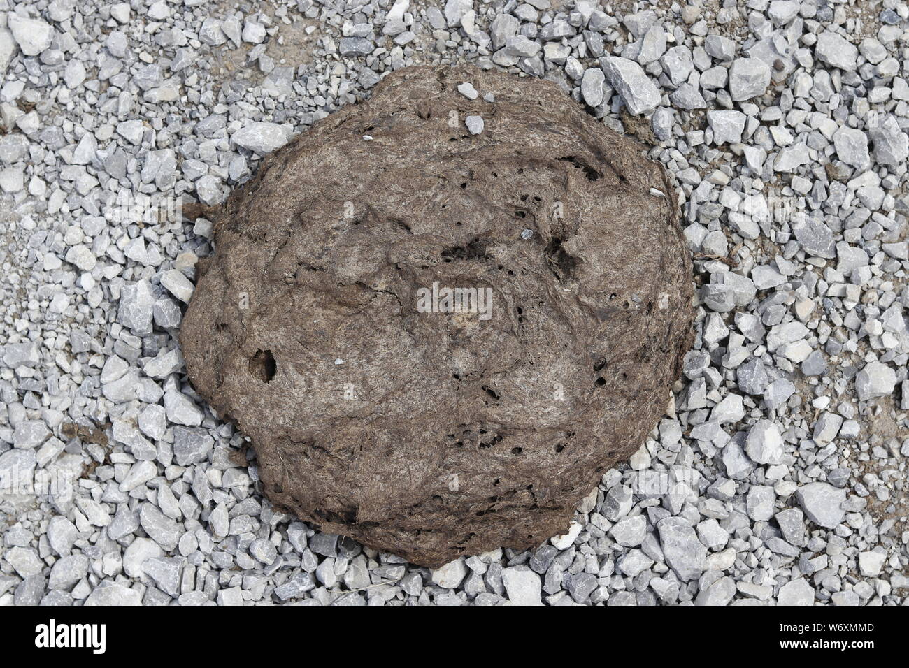 round and brown cow dung feces on gravel road Stock Photo - Alamy