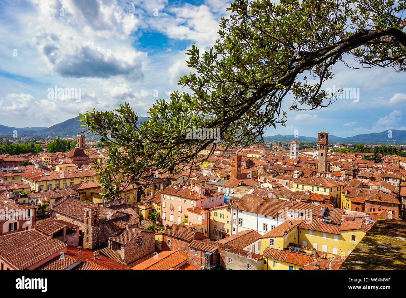 Lucca view from the Guinigi tower with olive tree Stock Photo - Alamy