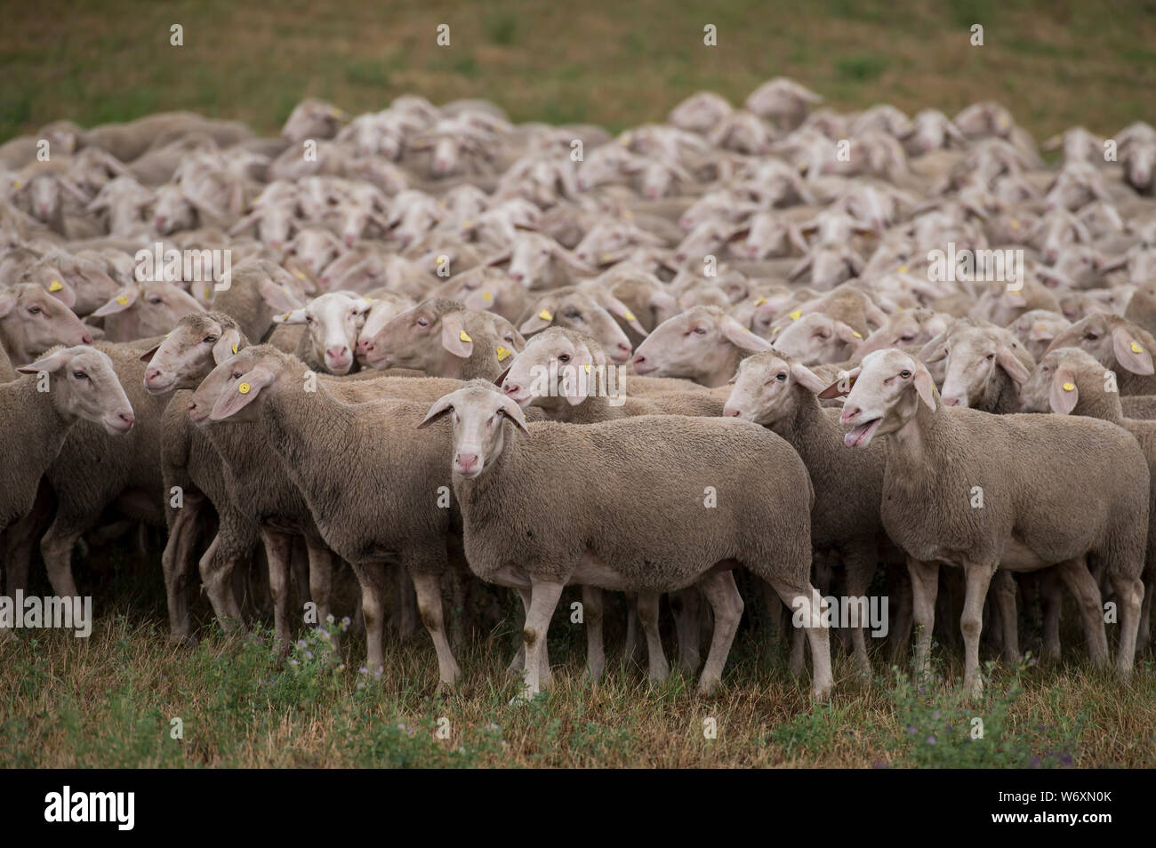 Hohenfelden, Germany. 03rd Aug, 2019. A flock of sheep stands in a pen ...