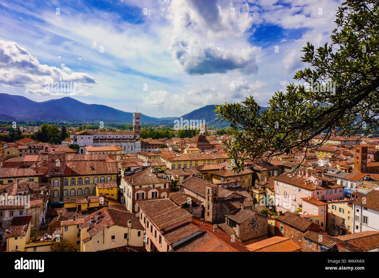 Lucca view from the Guinigi tower with olive tree Stock Photo - Alamy