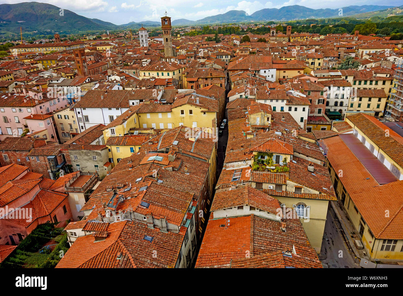 Lucca view from the Guinigi tower with olive tree Stock Photo - Alamy