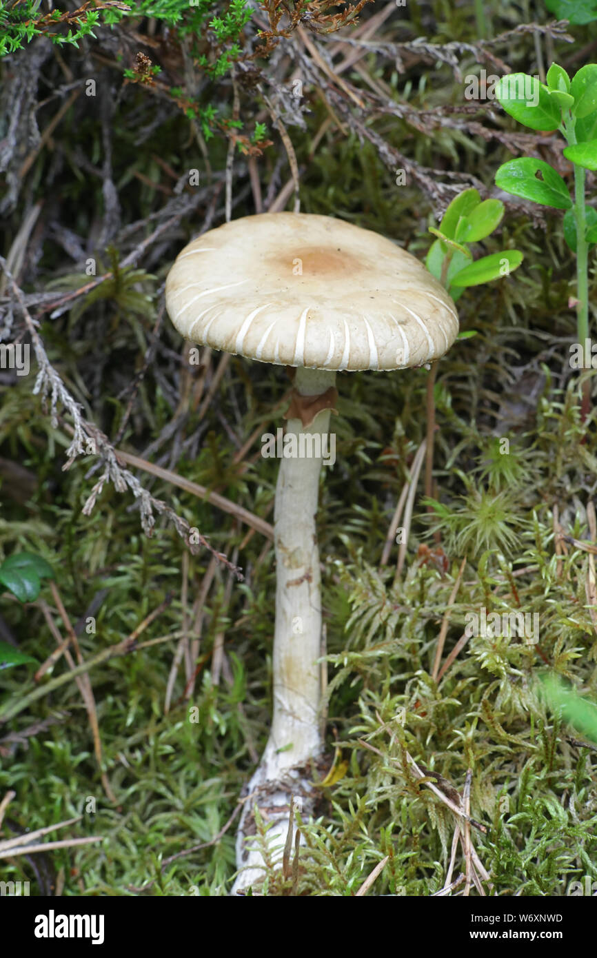 Agrocybe praecox cluster hi-res stock photography and images - Alamy