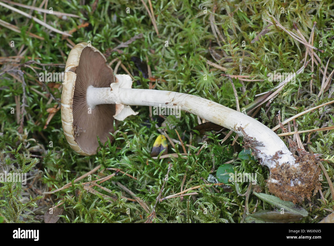 White veil hi-res stock photography and images - Alamy