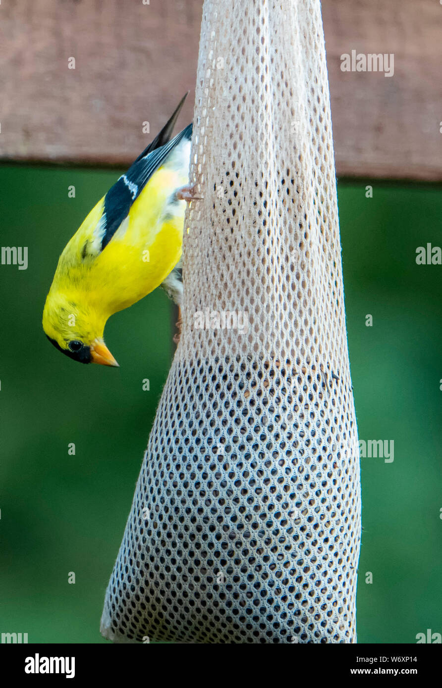 On the sack Stock Photo - Alamy