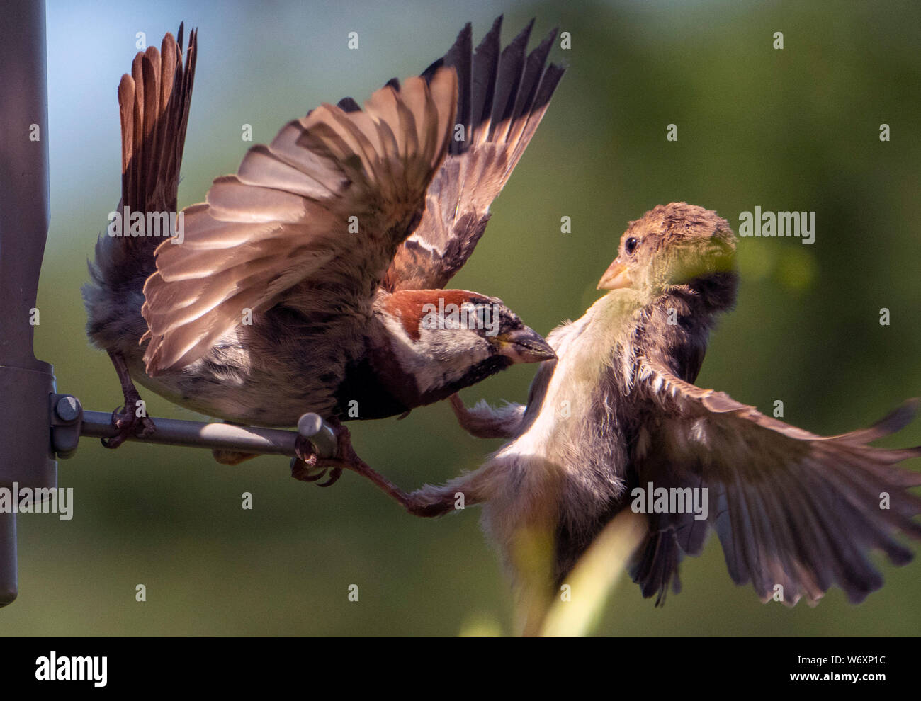 Battling hi-res stock photography and images - Alamy