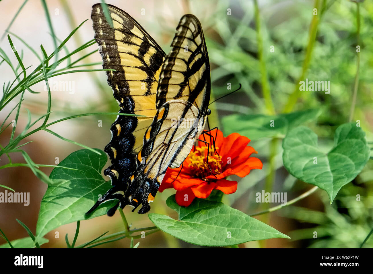 Wings up hi-res stock photography and images - Alamy
