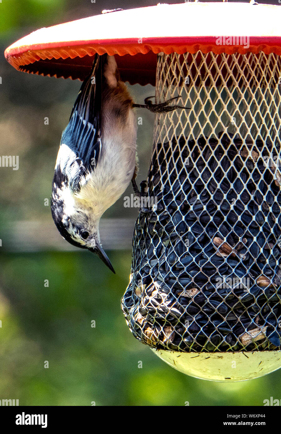 Upside down bird cage hi-res stock photography and images - Alamy