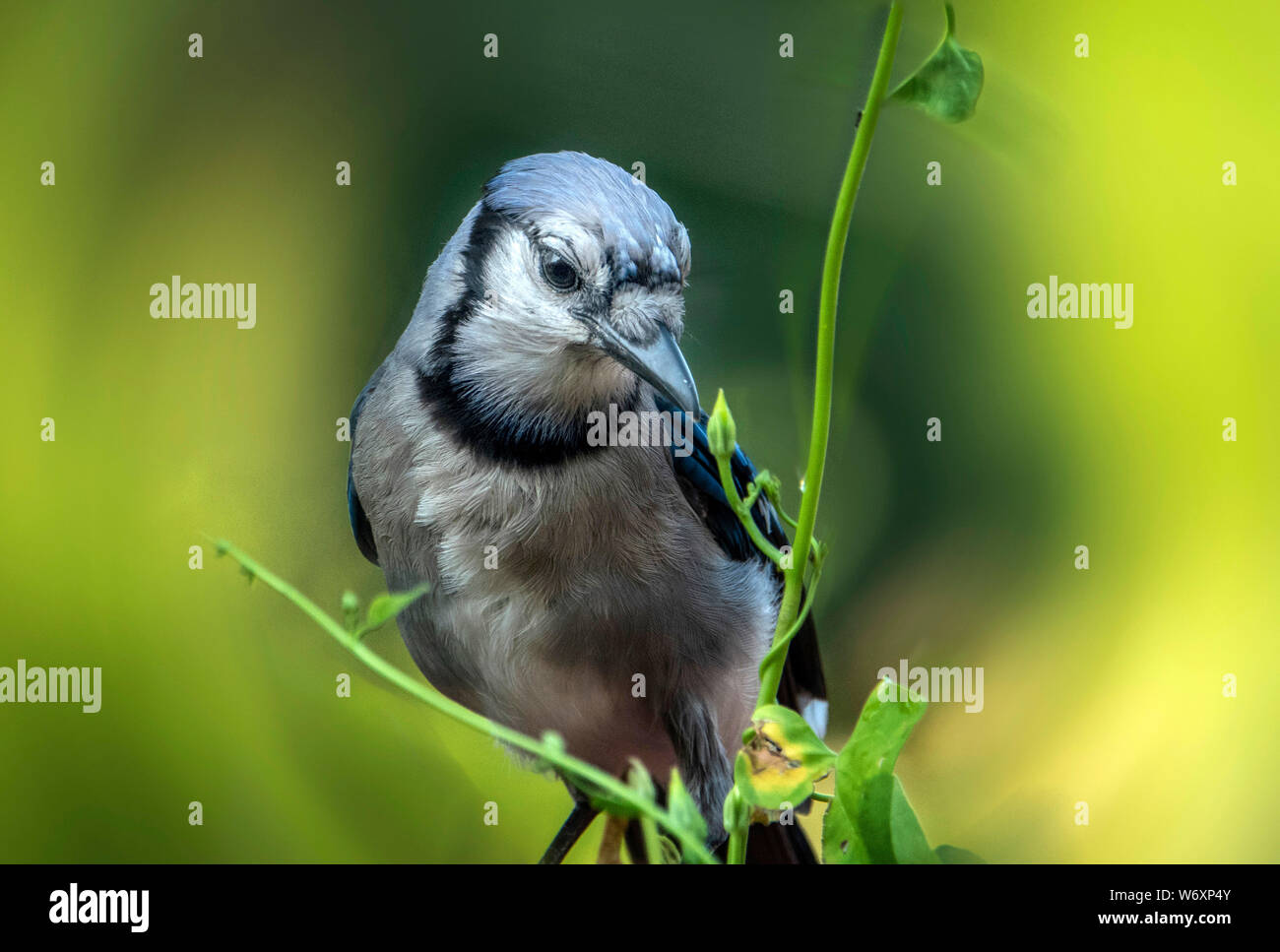 Portrait green hi-res stock photography and images - Alamy