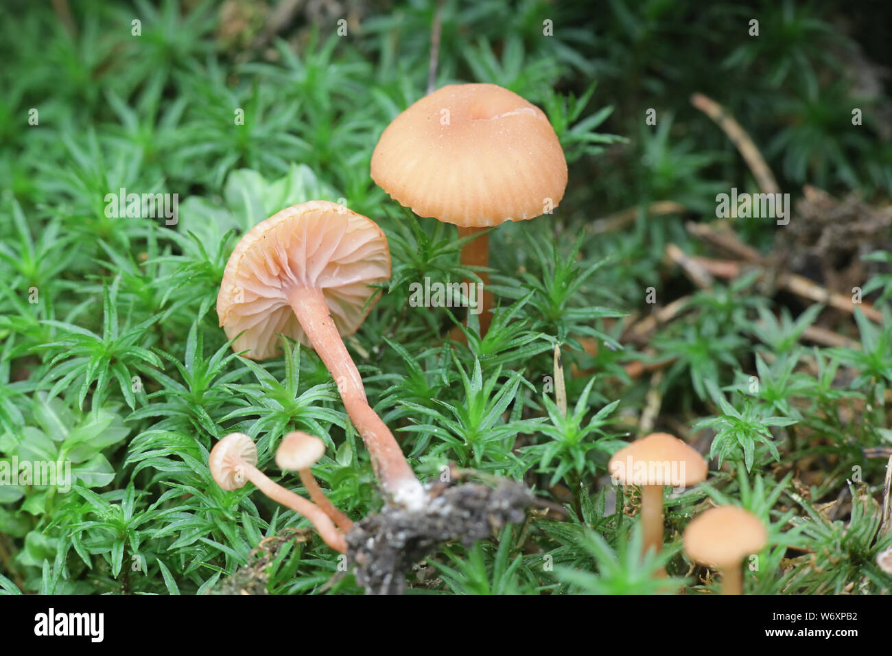 Variable species hi-res stock photography and images - Alamy