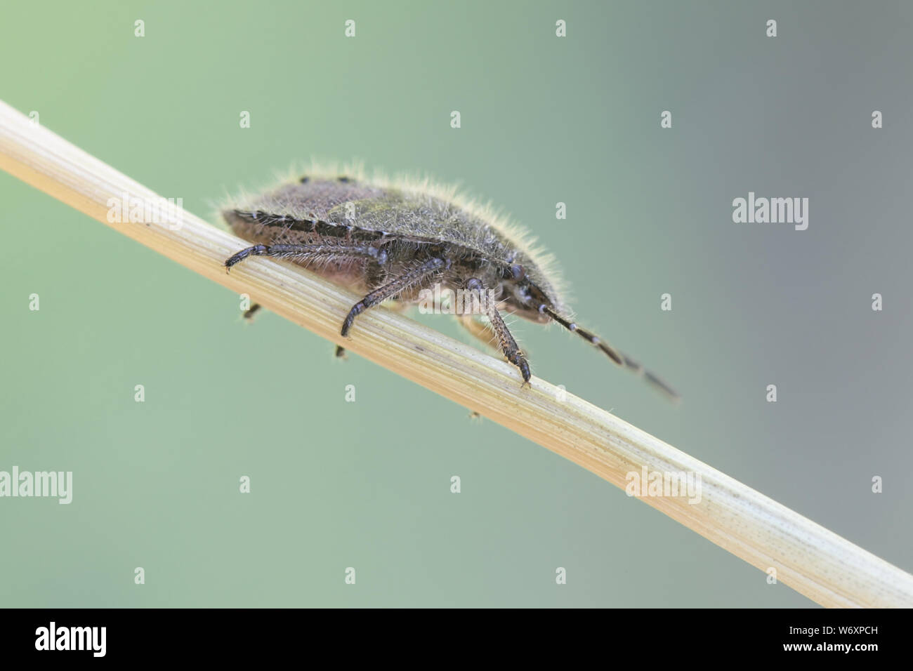 Dolycoris baccarum, known as the sloe bug, a hairy nymph Stock Photo ...