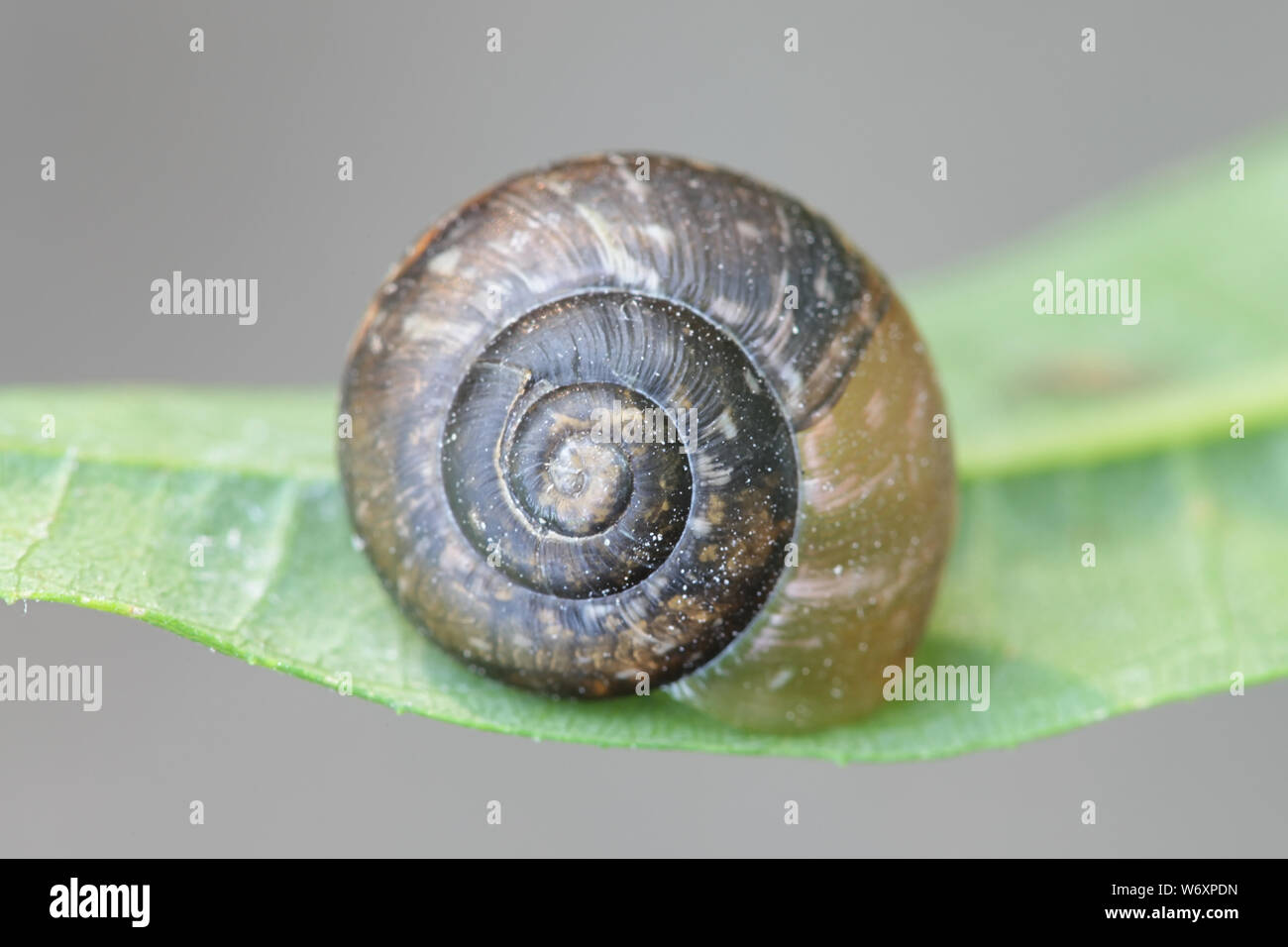 Fruticicola fruticum, a species air-breathing land snail from Finland ...