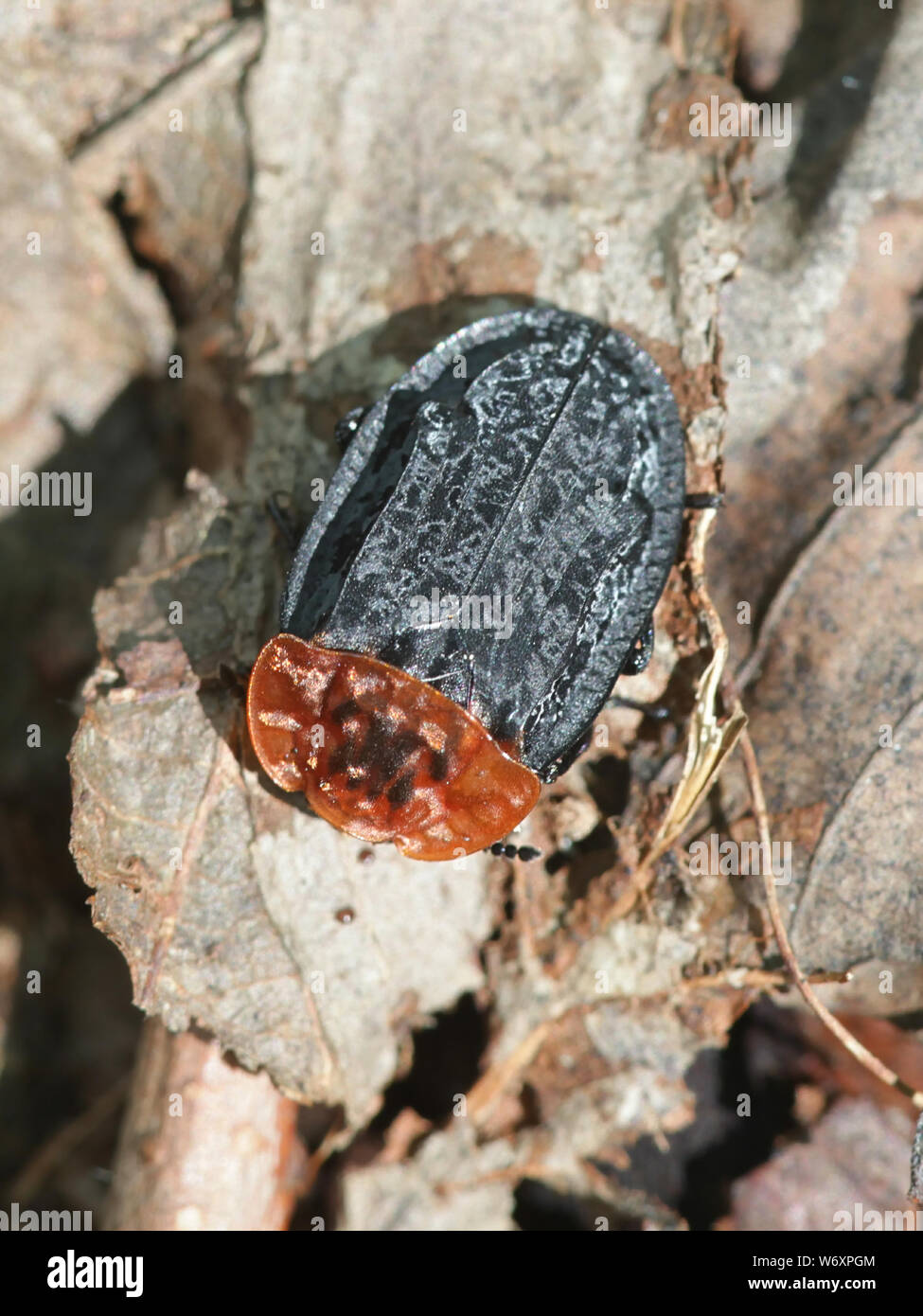 Oiceoptoma thoracica, known as the Red-breasted Carrion Beetle Stock ...