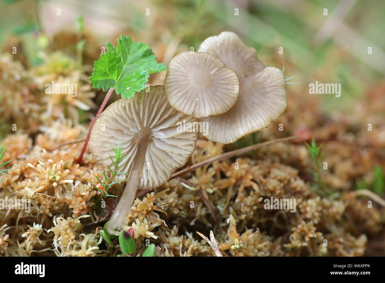 Sphagnurus paluster, commonly called the Sphagnum Greyling, parasitic ...