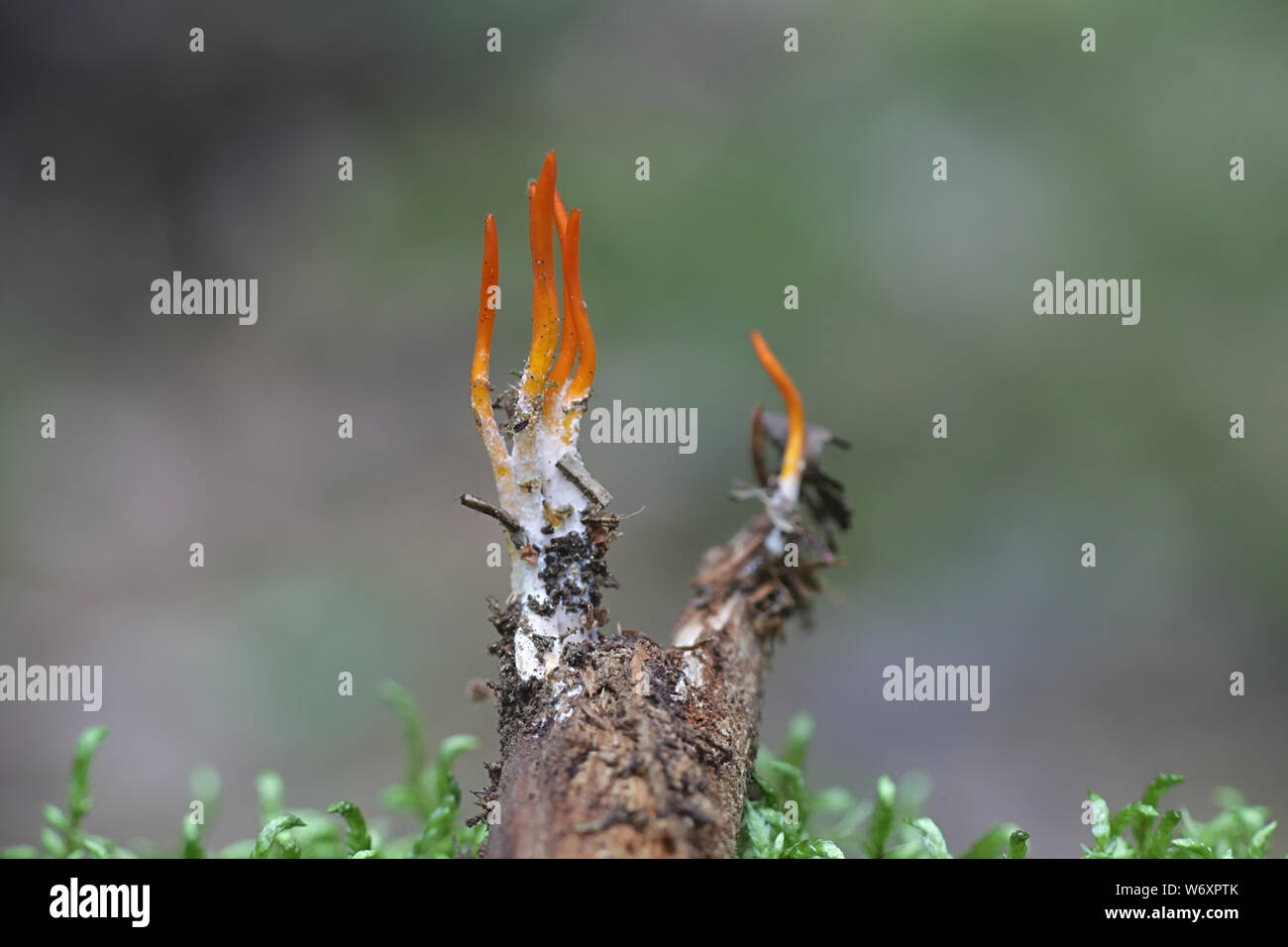 Calocera viscosa, a jelly fungus known as the yellow stagshorn Stock ...