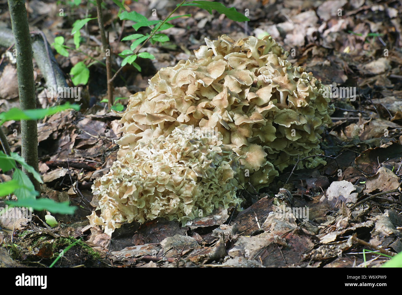 Polyporus umbellatus is a rare, edible species of mushroom, known as ...