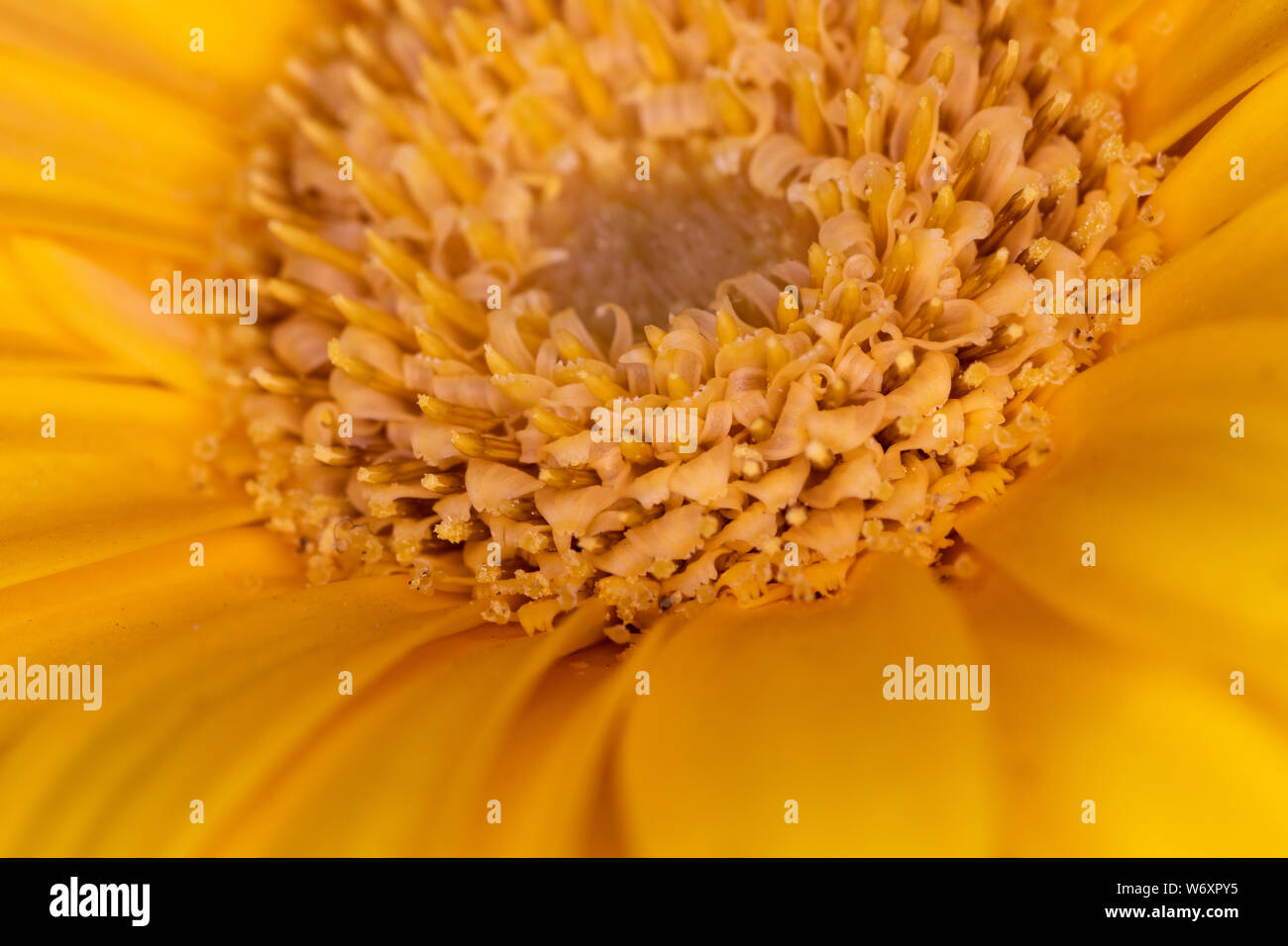 Gerbera yellow flower head, genus of plants in the Asteraceae of the ...