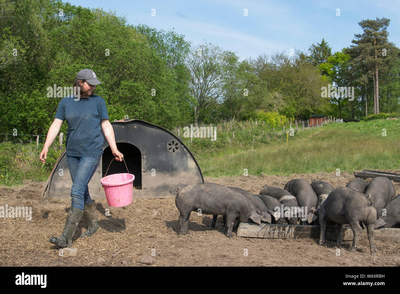 Hungry Pigs High Resolution Stock Photography and Images - Alamy