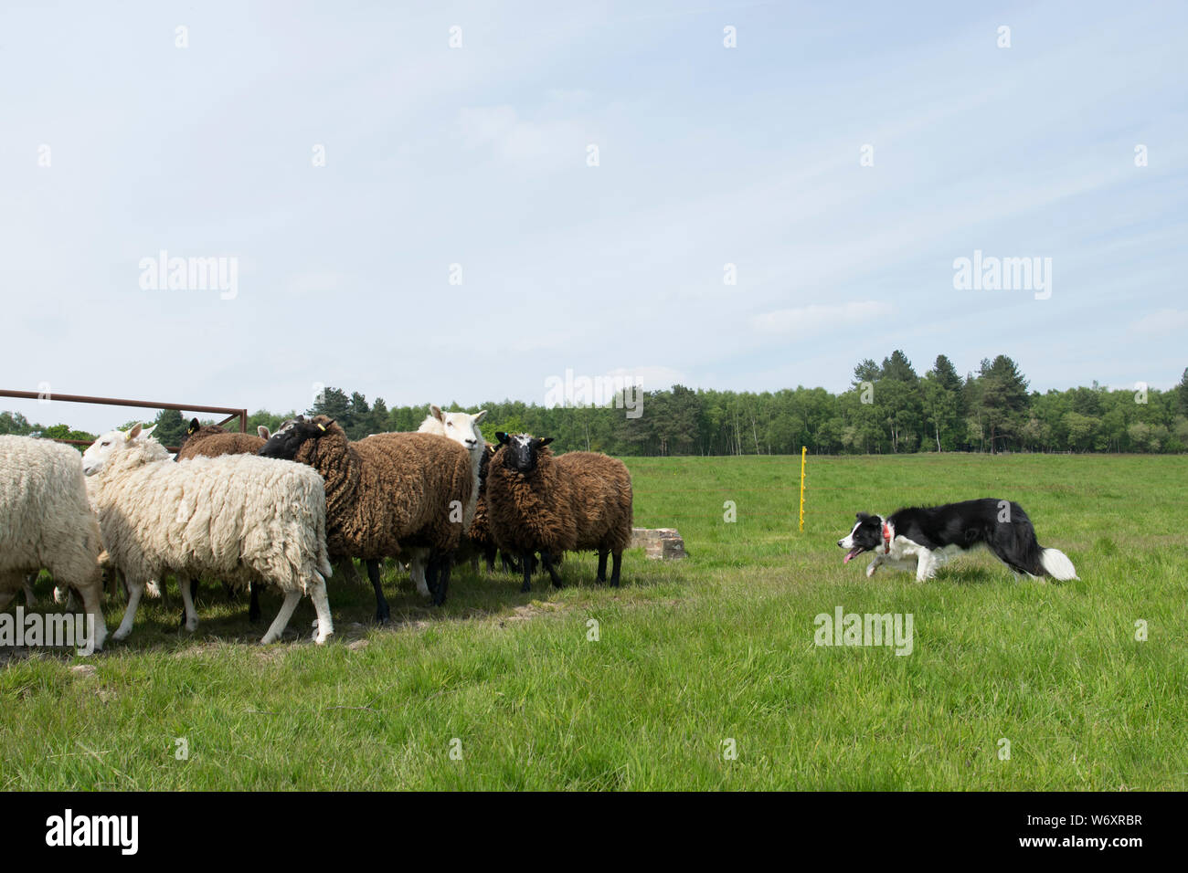 Sheepdog at work herding a flock of sheep Stock Photo - Alamy