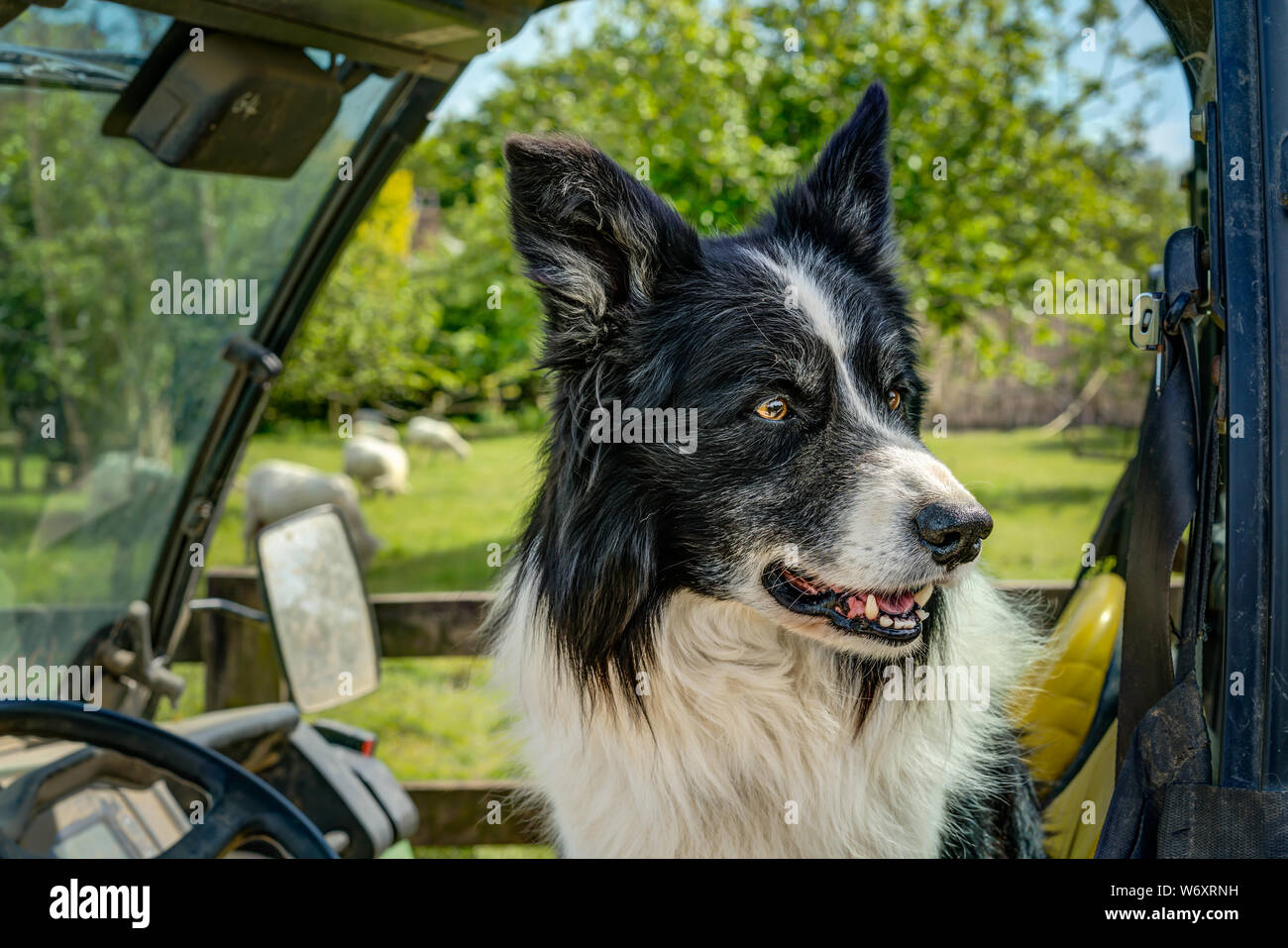 Sheepdog watching herd hi-res stock photography and images - Alamy