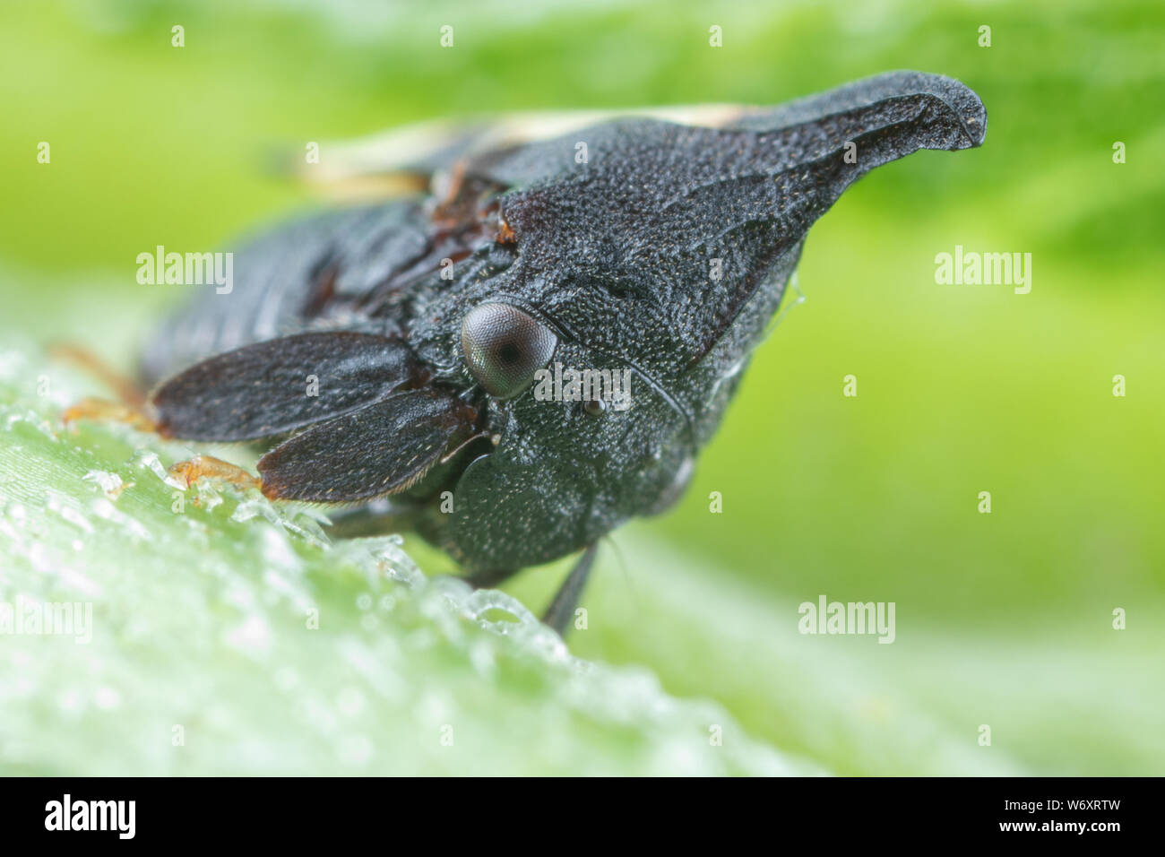 Macro photo of a small black treehopper on a sunflower stem Stock Photo ...