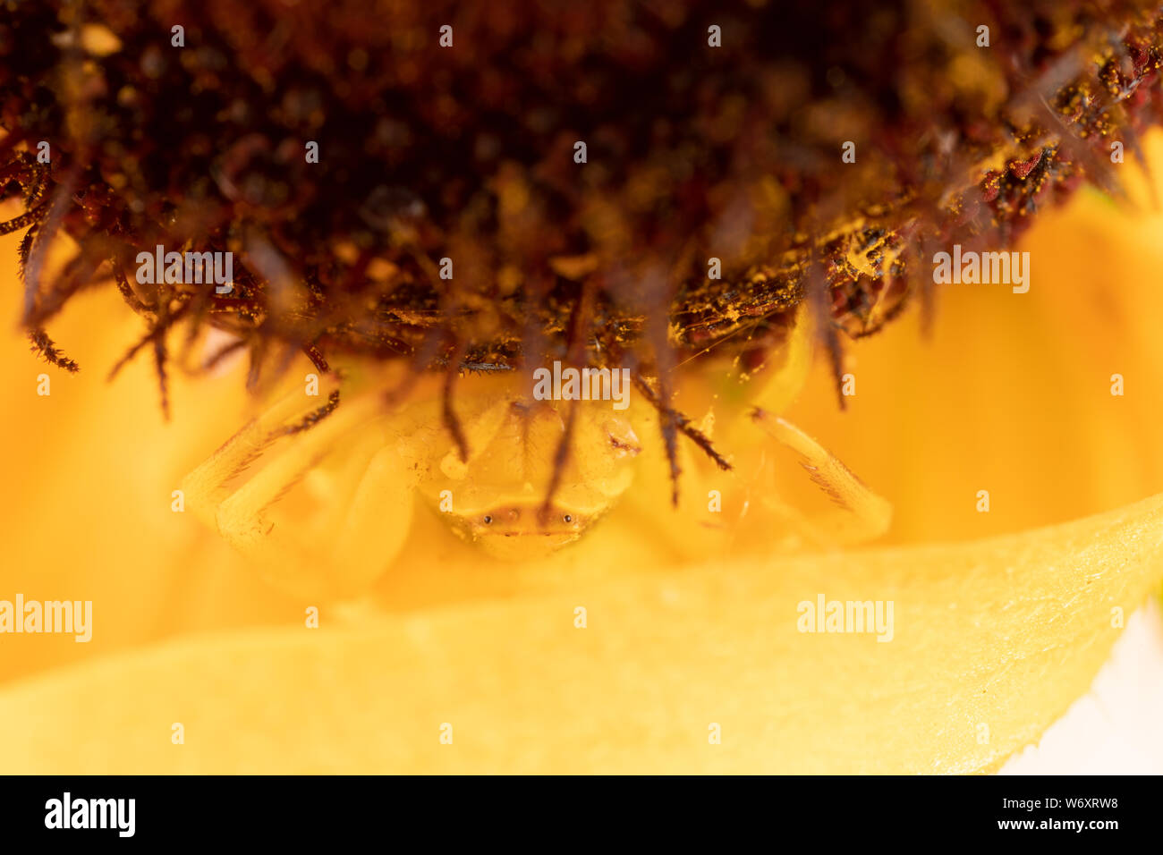 Sneaky insect hi-res stock photography and images - Alamy