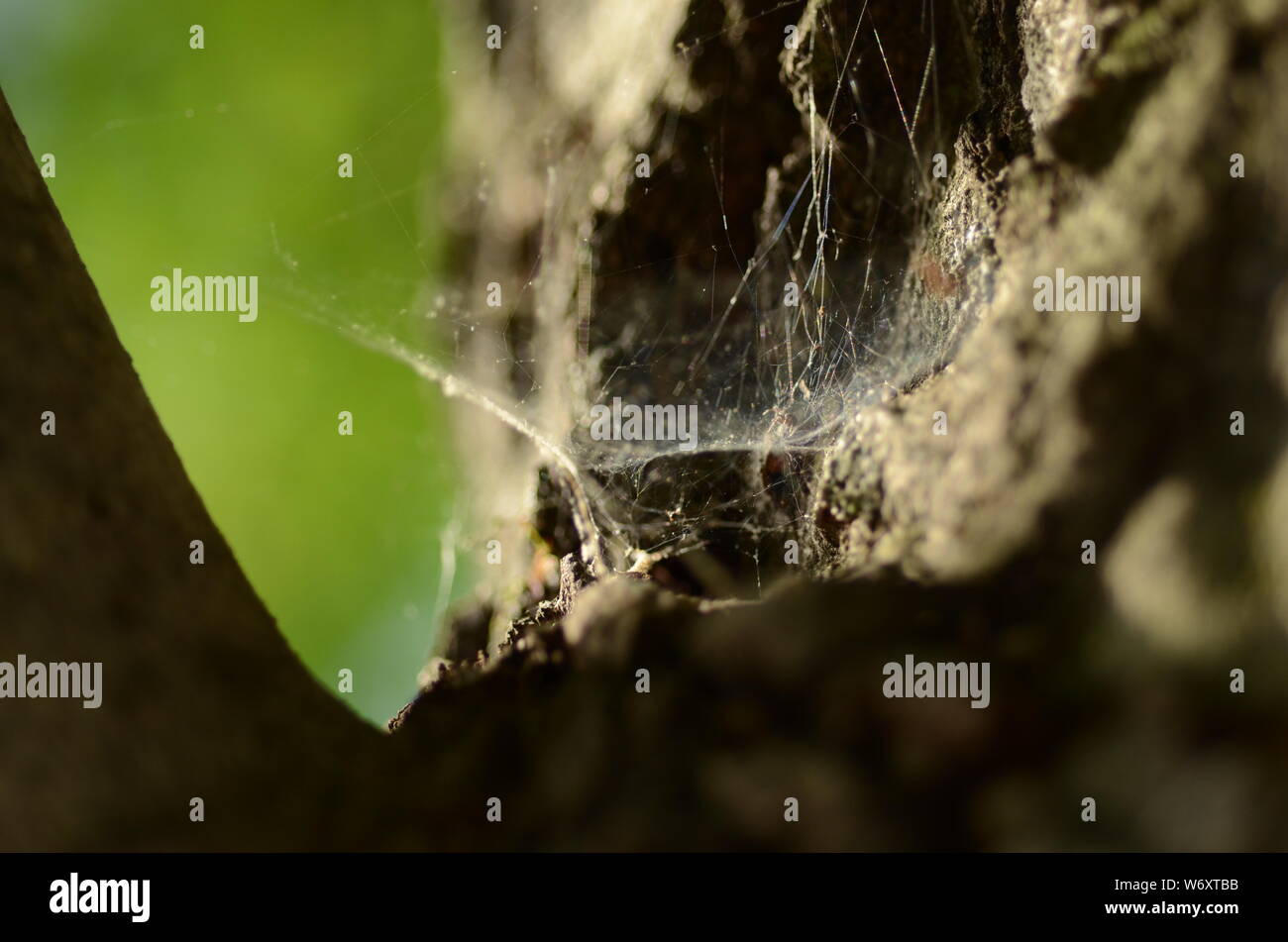 SILK: A detailed look at the craftily spun webs of a spider Stock Photo ...