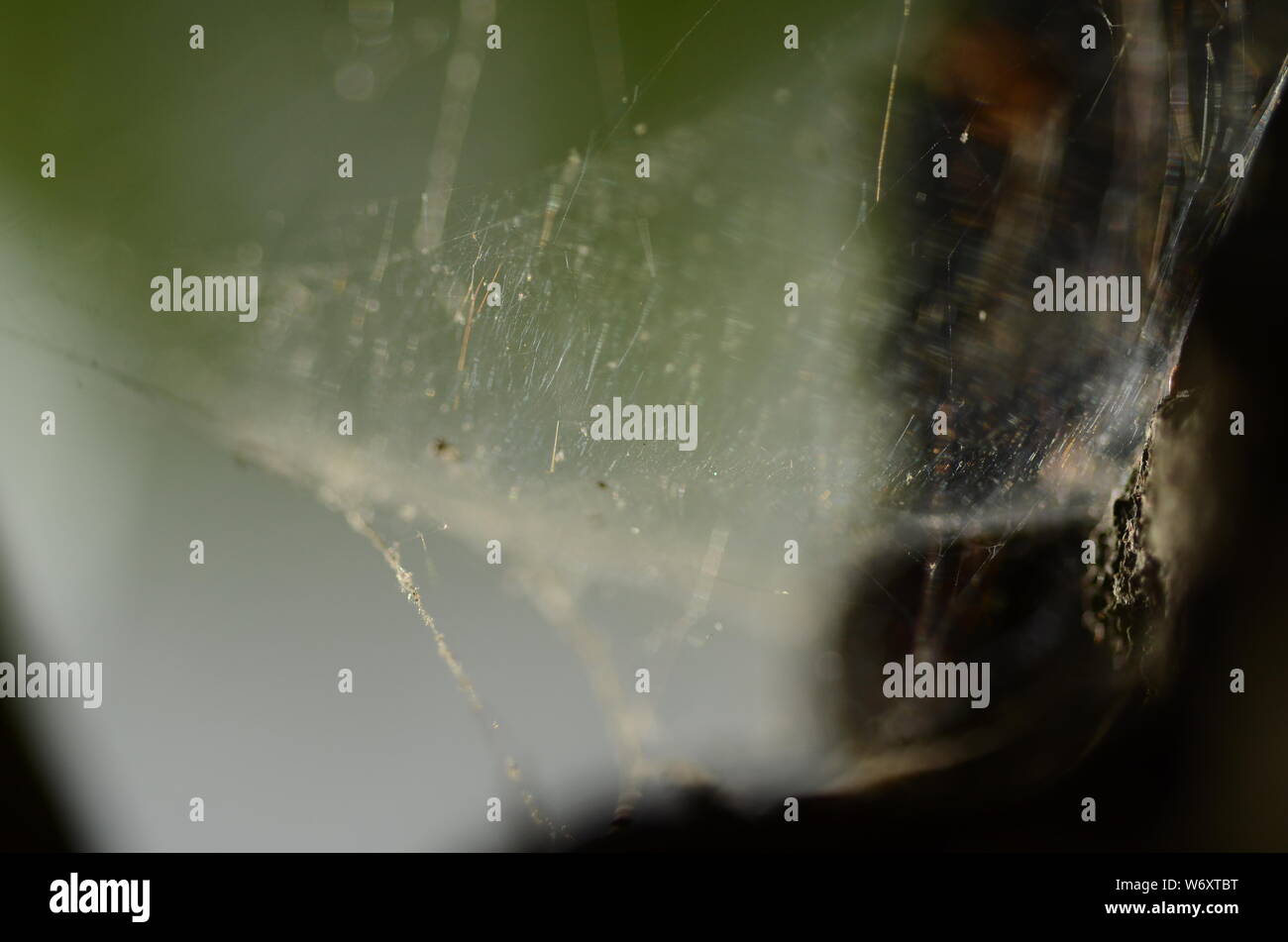 SILK: A detailed look at the craftily spun webs of a spider Stock Photo ...
